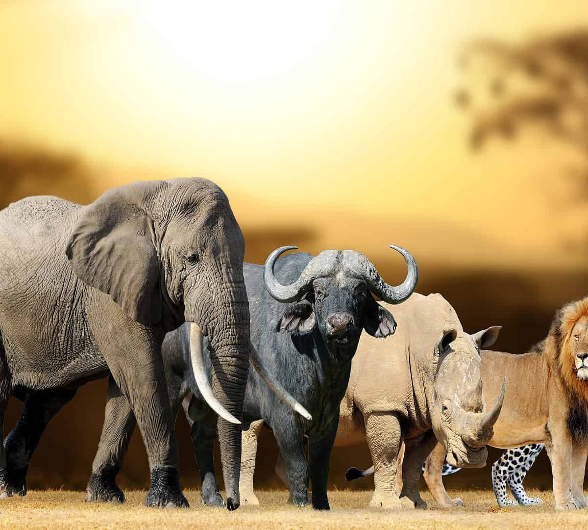 The Big 5 - The Maasai Mara