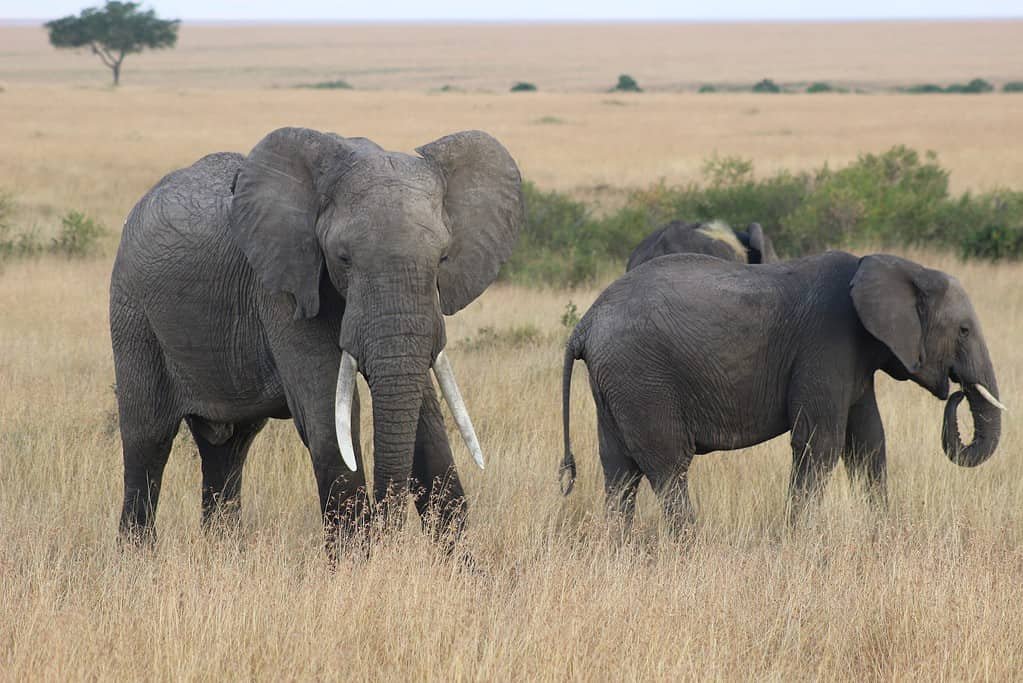 The Big 5 Animals » The Maasai Mara Reserve