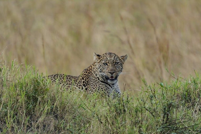 The Big 5 Animals » The Maasai Mara Reserve