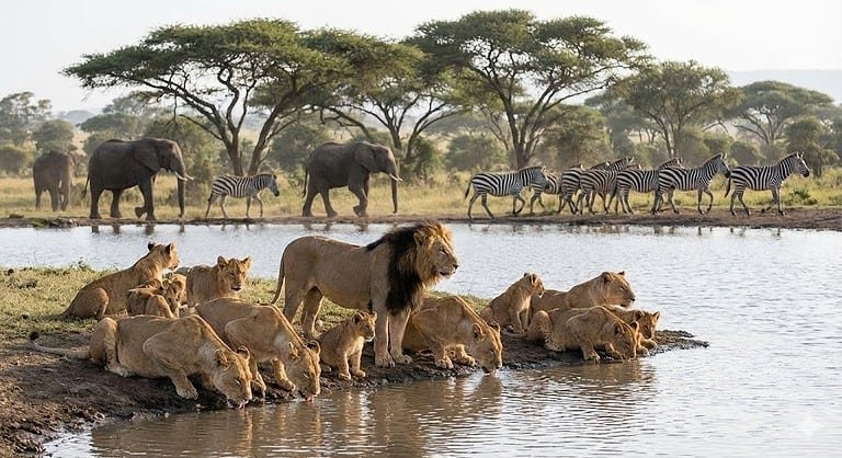 5 Days Mara Safari Expedition » The Maasai Mara Reserve
